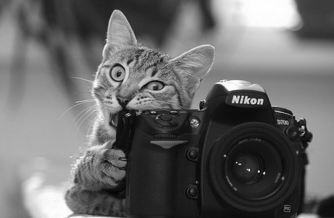 19 août : La journée mondiale de la photographie - ChannelNews